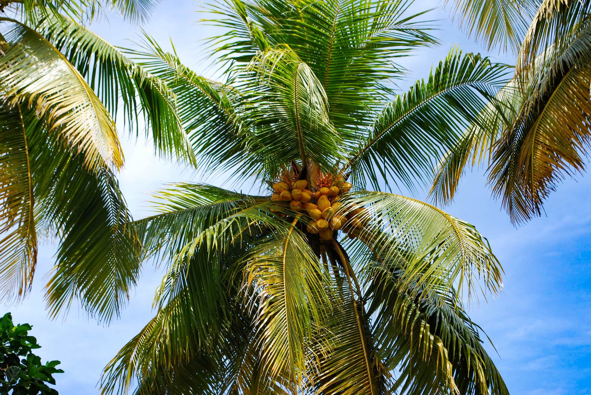 palm-fruits – Utah Natural Medicine